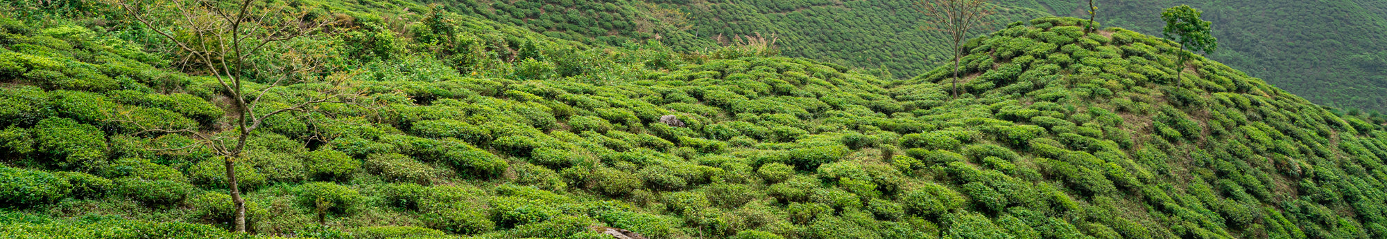 Single Estate Teas | Premium Single-Origin Tea Collection | VAHDAM® India
